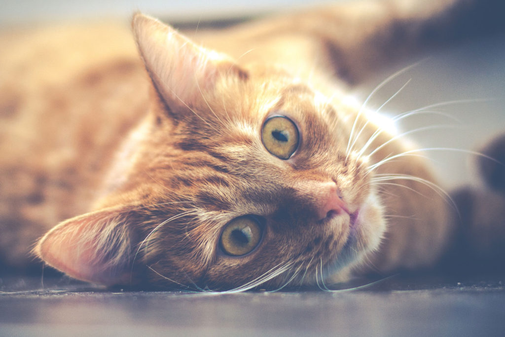 Communion Cats and Spring Cleaning - Defining Grace